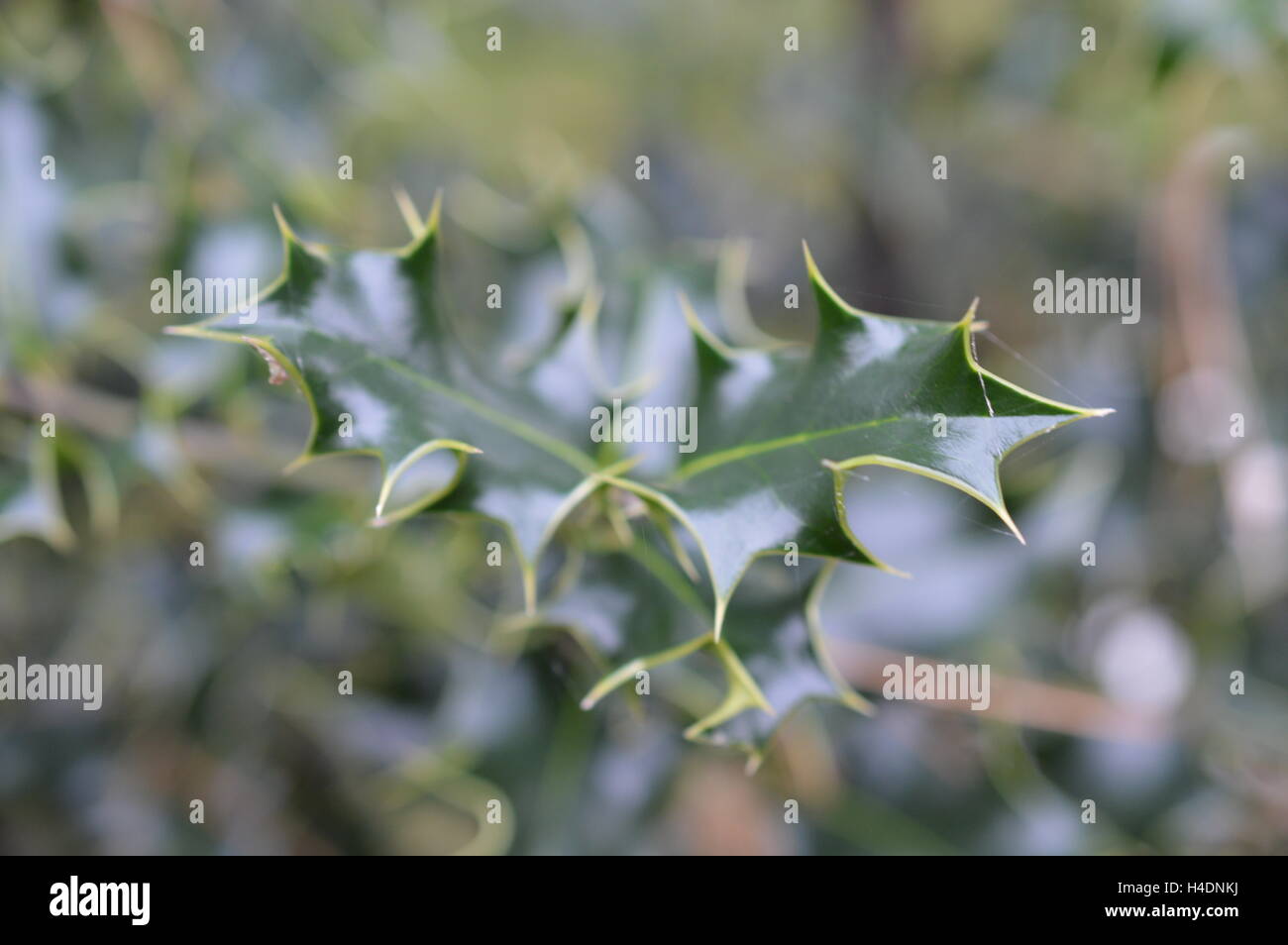 Berries on Holly, Ilex aquifolium Stock Photo - Alamy