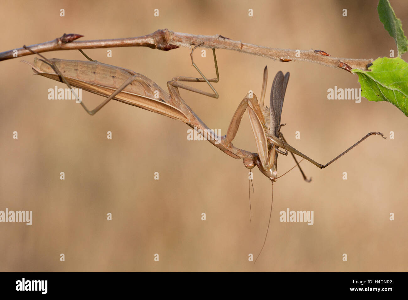Large conehead grasshopper hi-res stock photography and images - Alamy