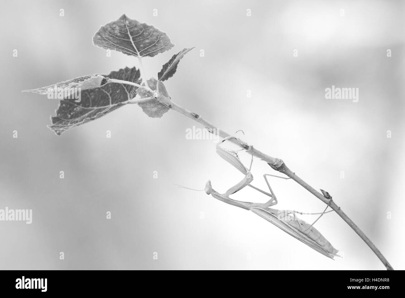 Predator mimic Black and White Stock Photos & Images - Alamy