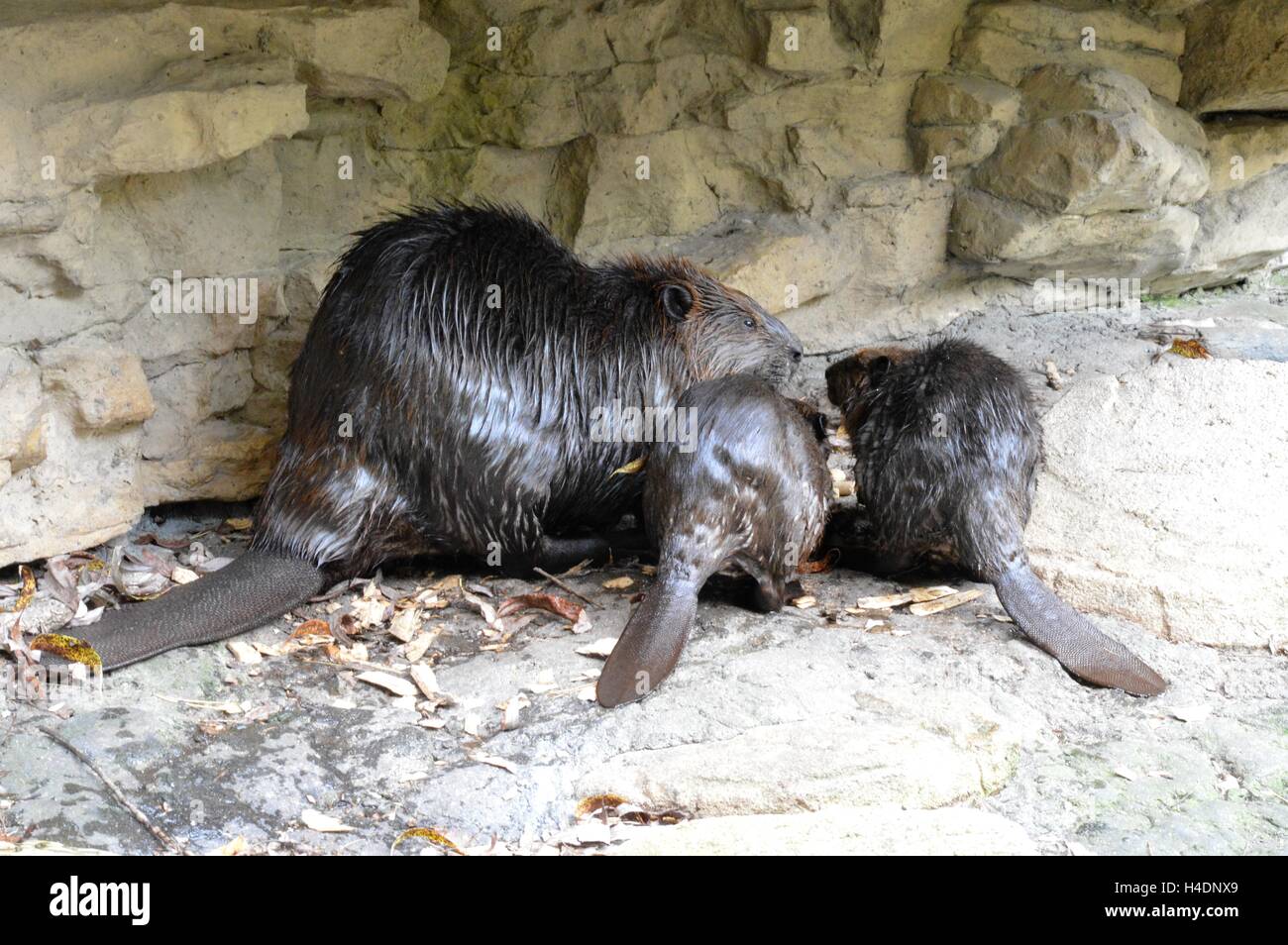 Wet beaver hi-res stock photography and images - Alamy