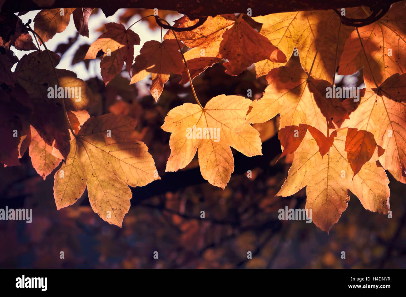 bright coloured autumn foliage in the back light Stock Photo - Alamy
