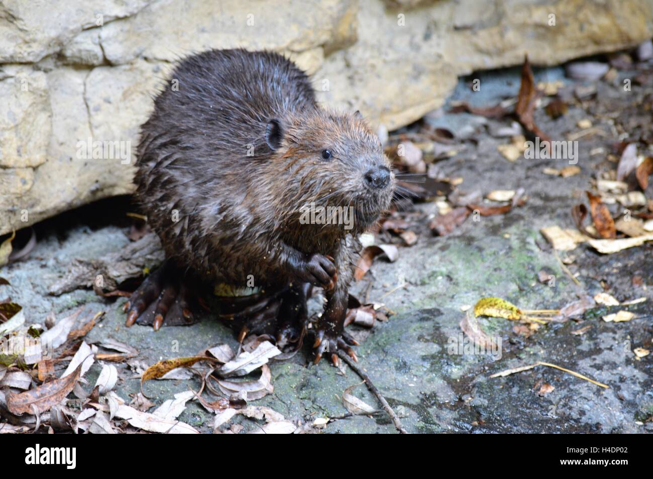 Beaver face hi-res stock photography and images - Alamy