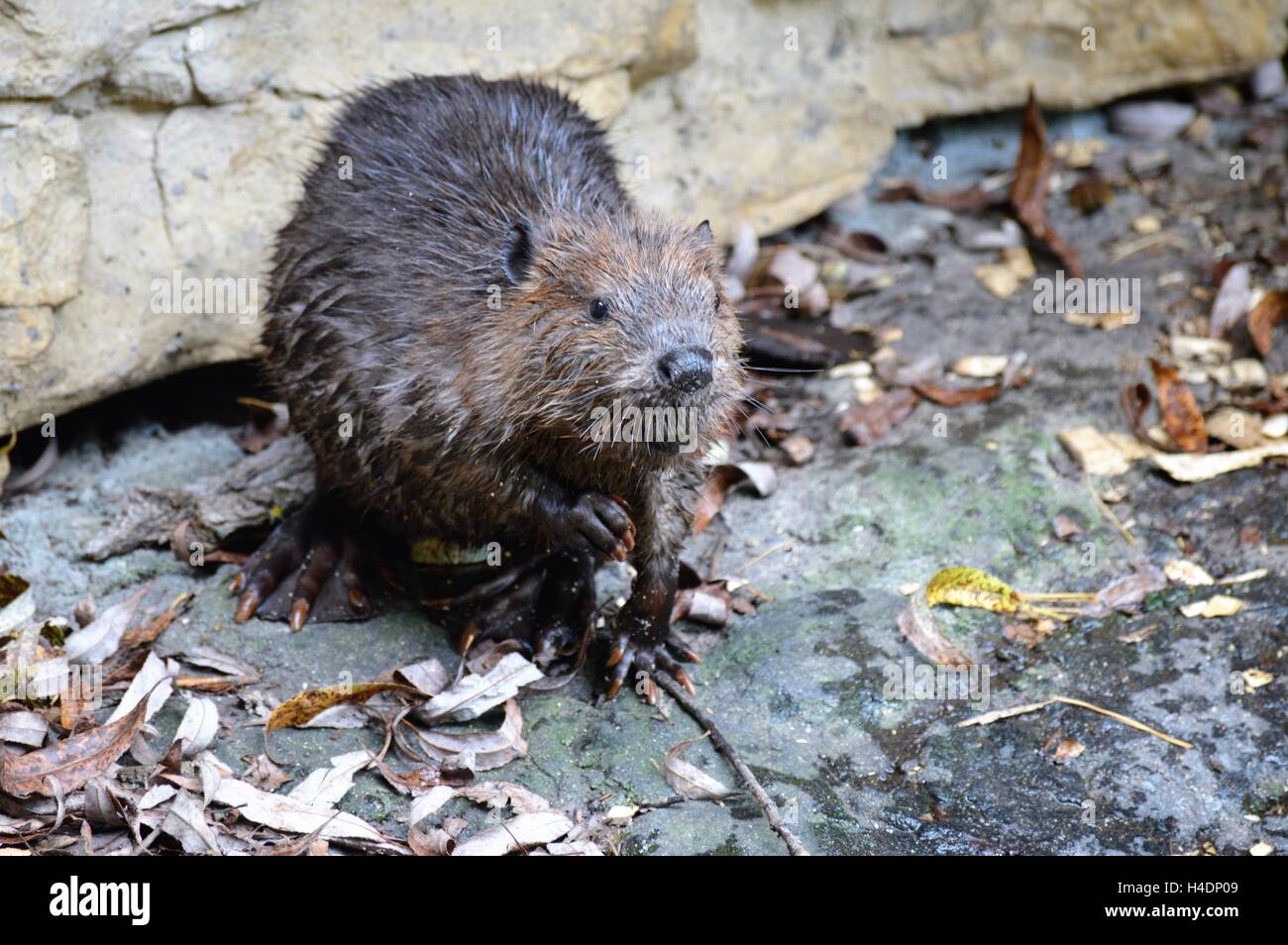 Beaver face hi-res stock photography and images - Alamy