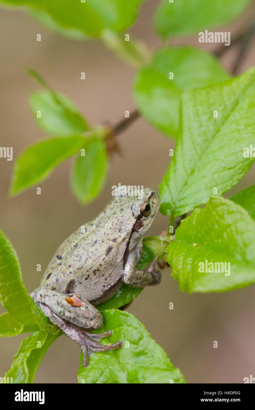 Italian tree frog (Hyla intermedia Stock Photo - Alamy
