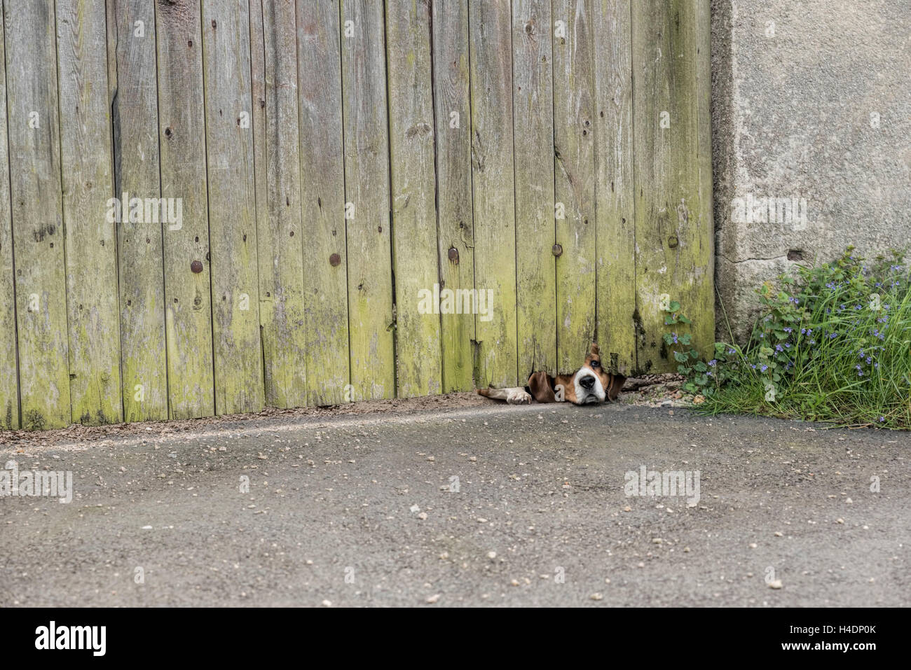 Dog under gate hi-res stock photography and images - Alamy
