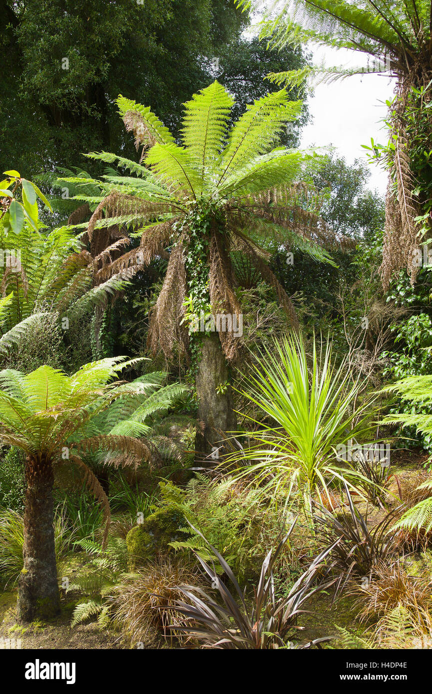 Tree ferns hi-res stock photography and images - Alamy