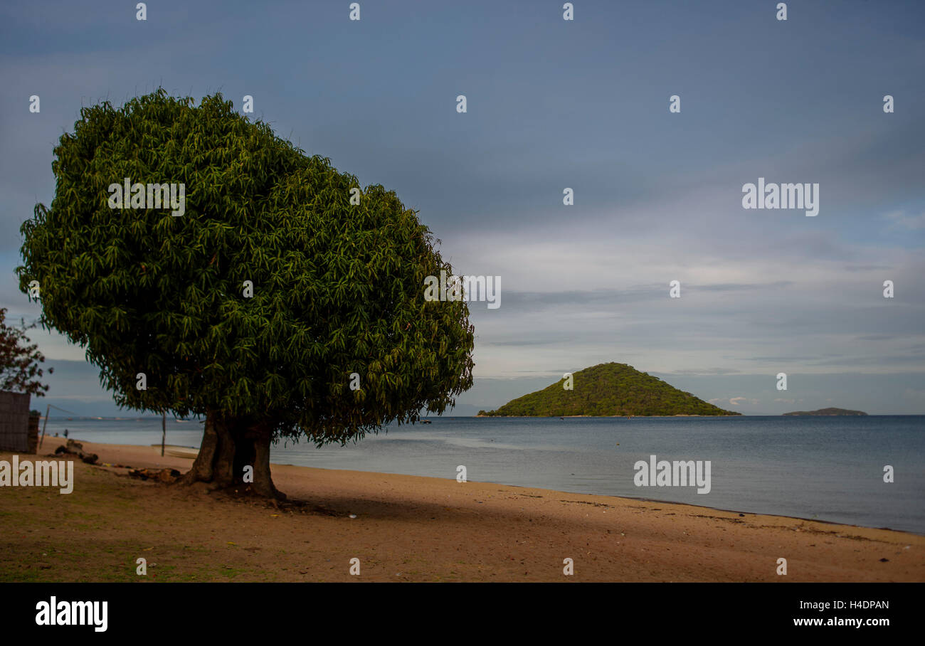 Mango tree on the beach Malawi lake Stock Photo - Alamy