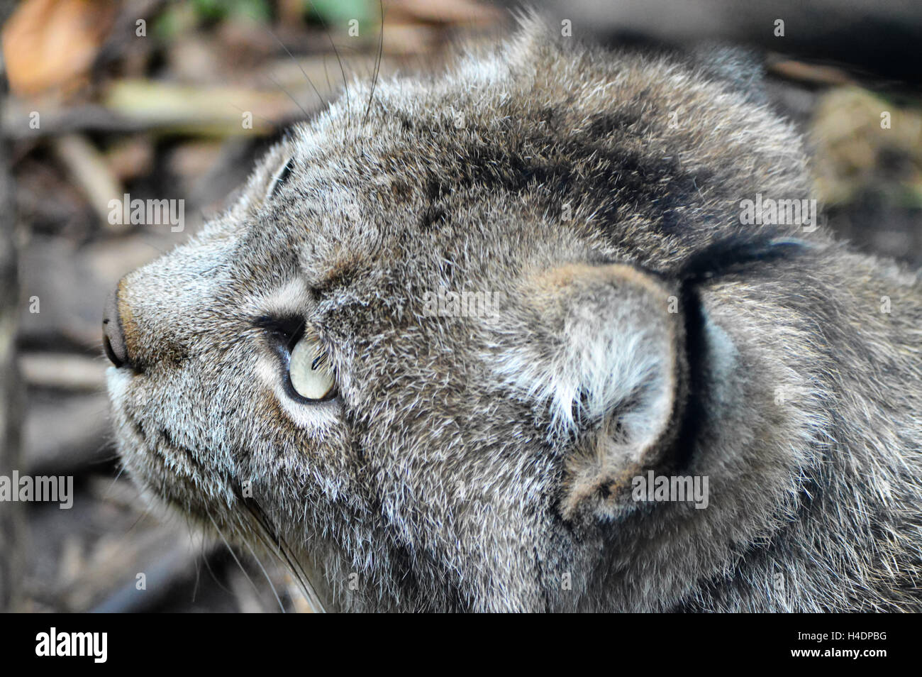 Lynx tipped ears hi-res stock photography and images - Alamy