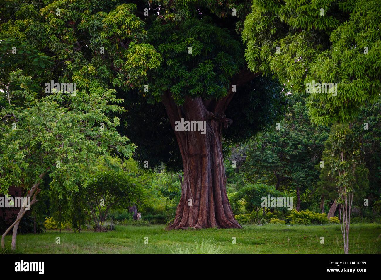 Mango tree in Malawi Stock Photo - Alamy