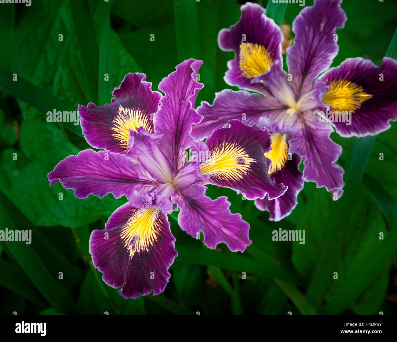 Native plant of the pacific northwest hi-res stock photography and ...