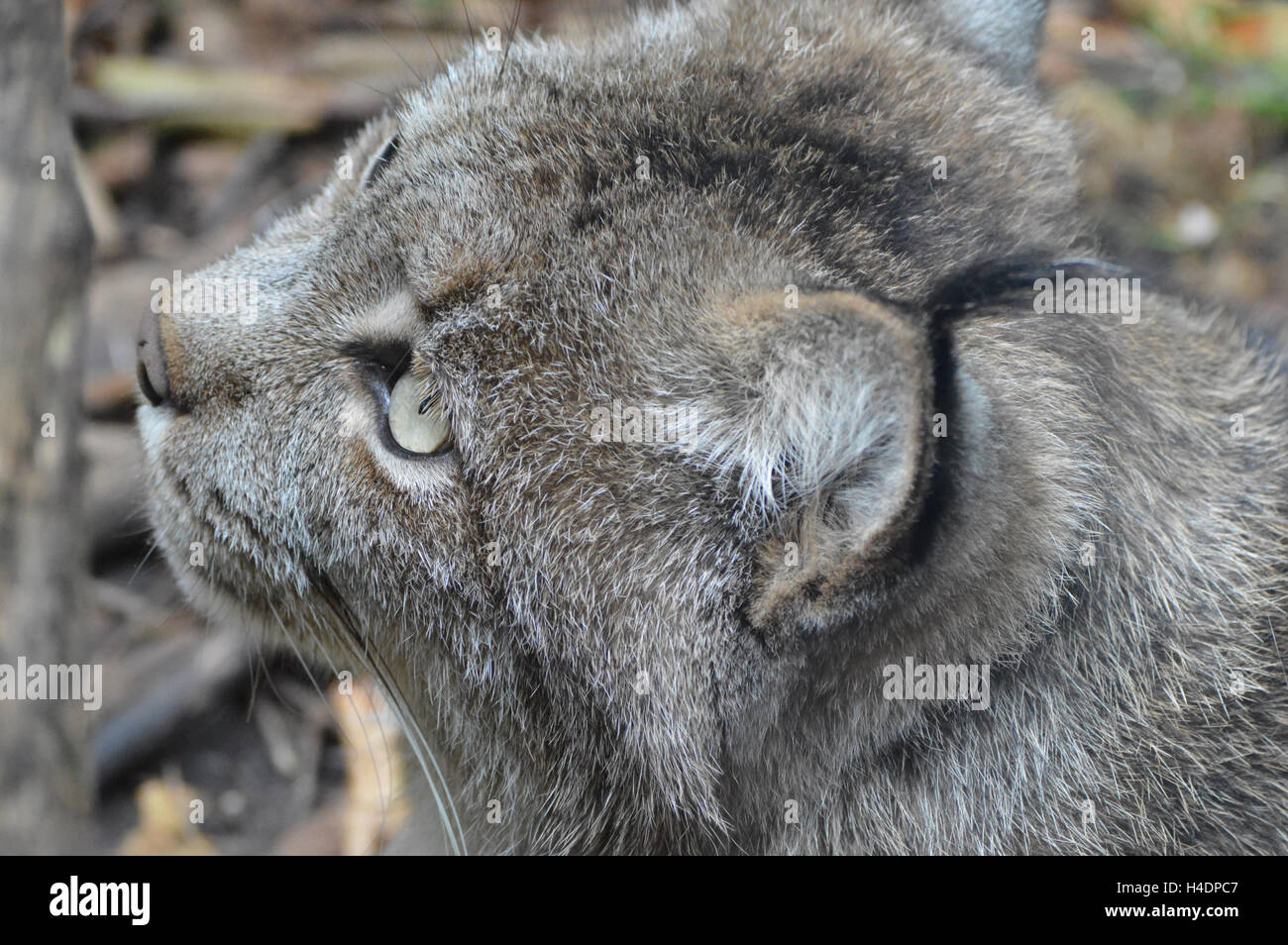 Lynx tipped ears hi-res stock photography and images - Alamy