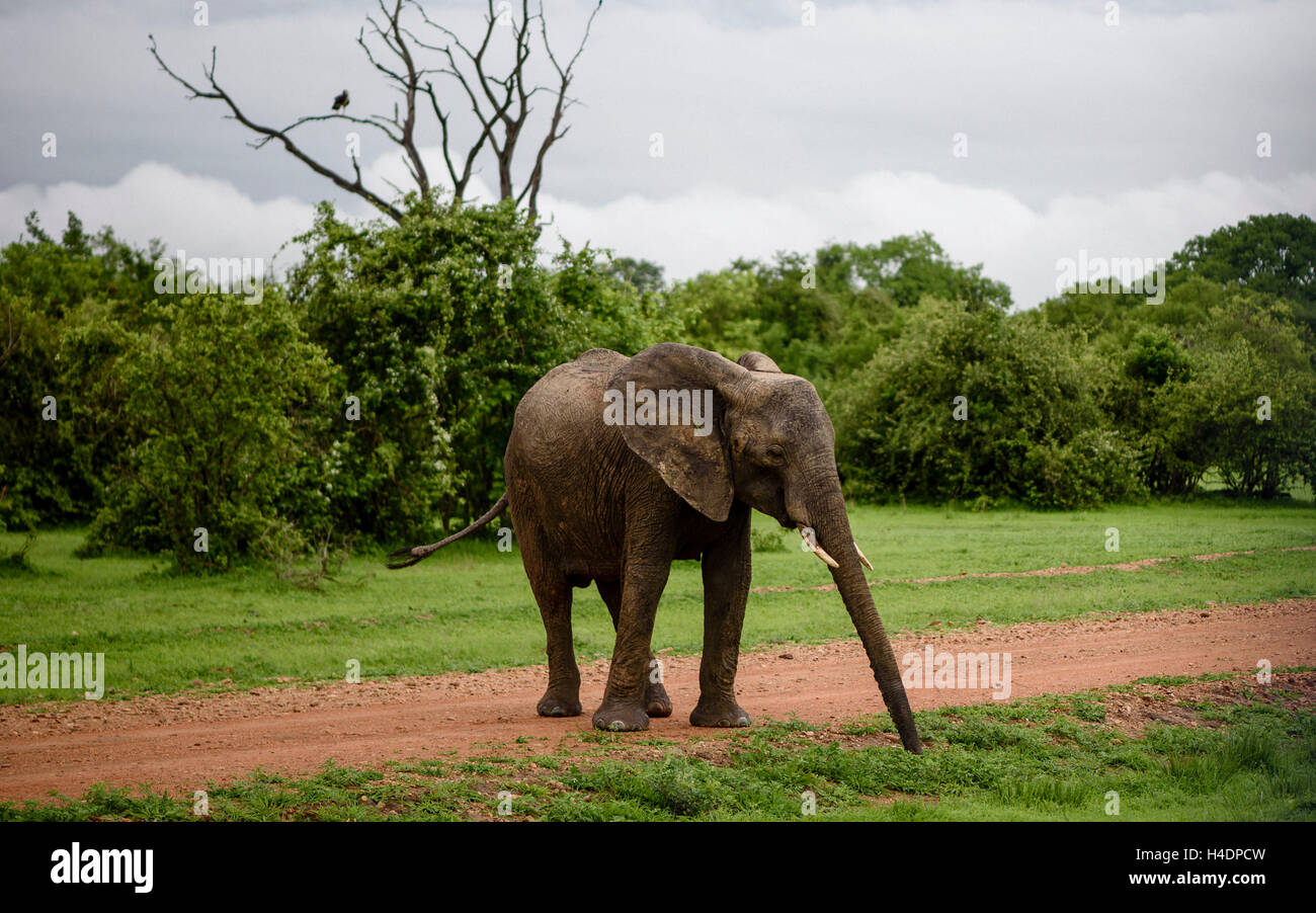 Male elephant hi-res stock photography and images - Alamy