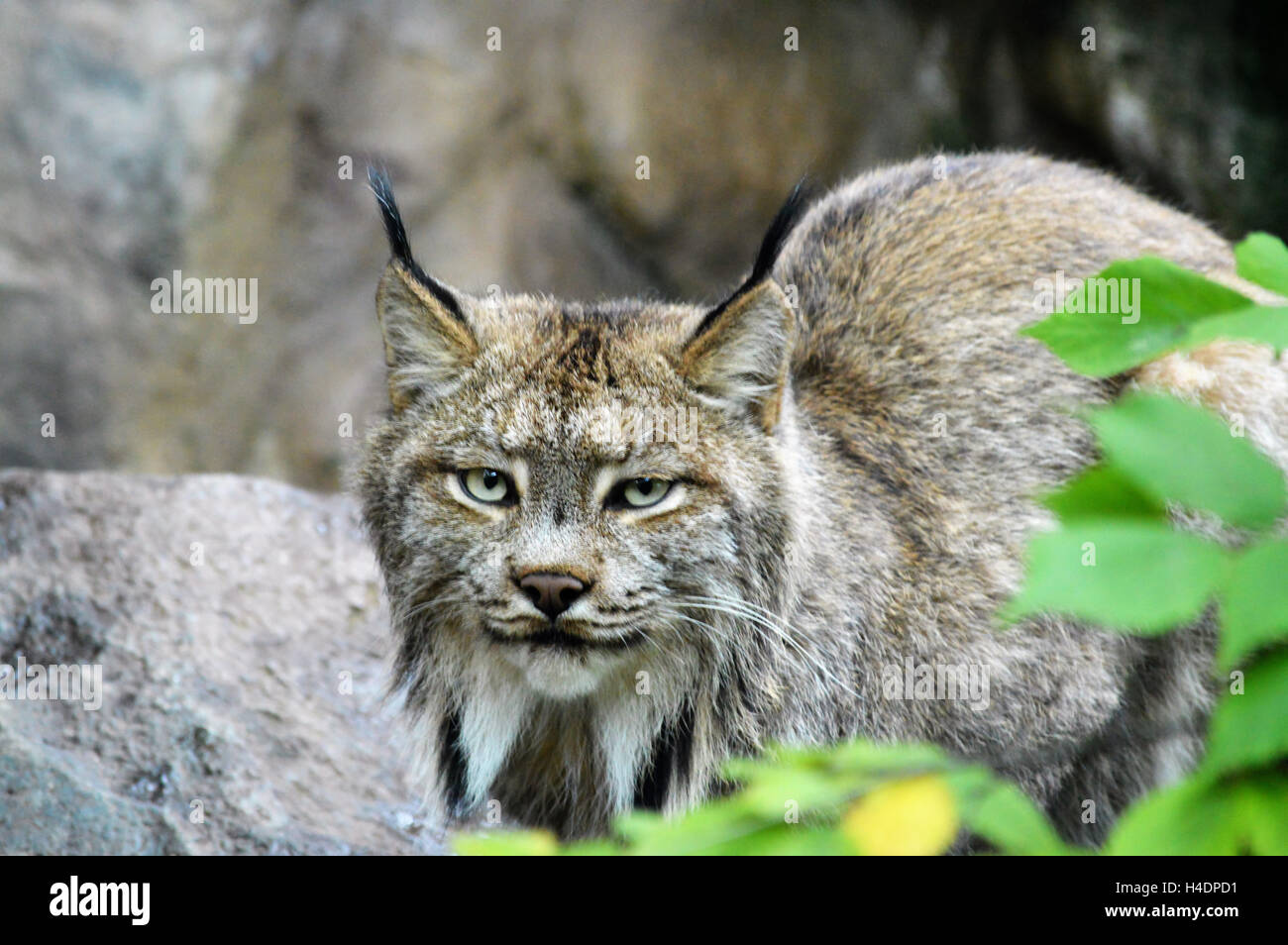 Lynx ears hi-res stock photography and images - Alamy