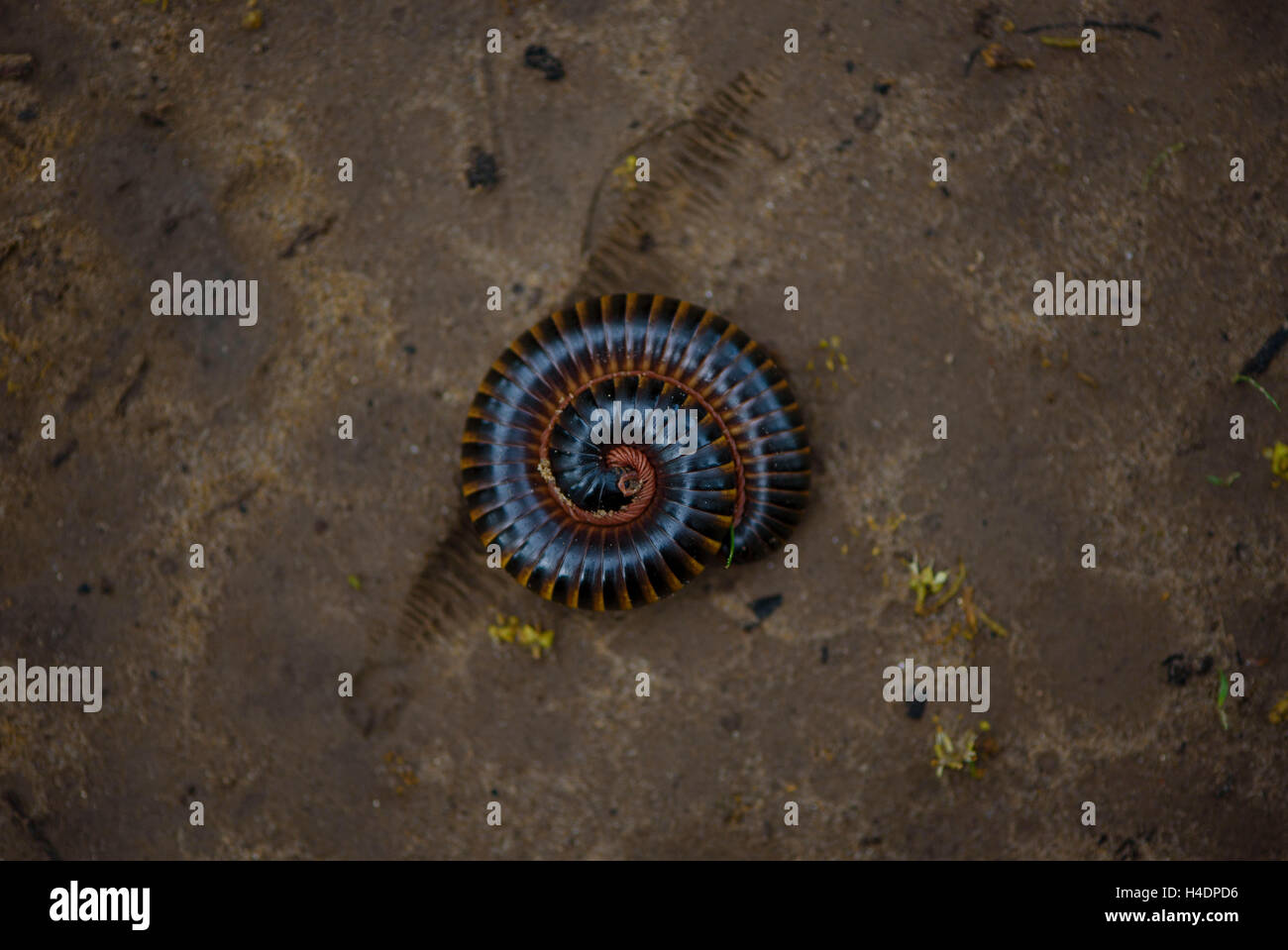 A centipede has coiled up Stock Photo - Alamy