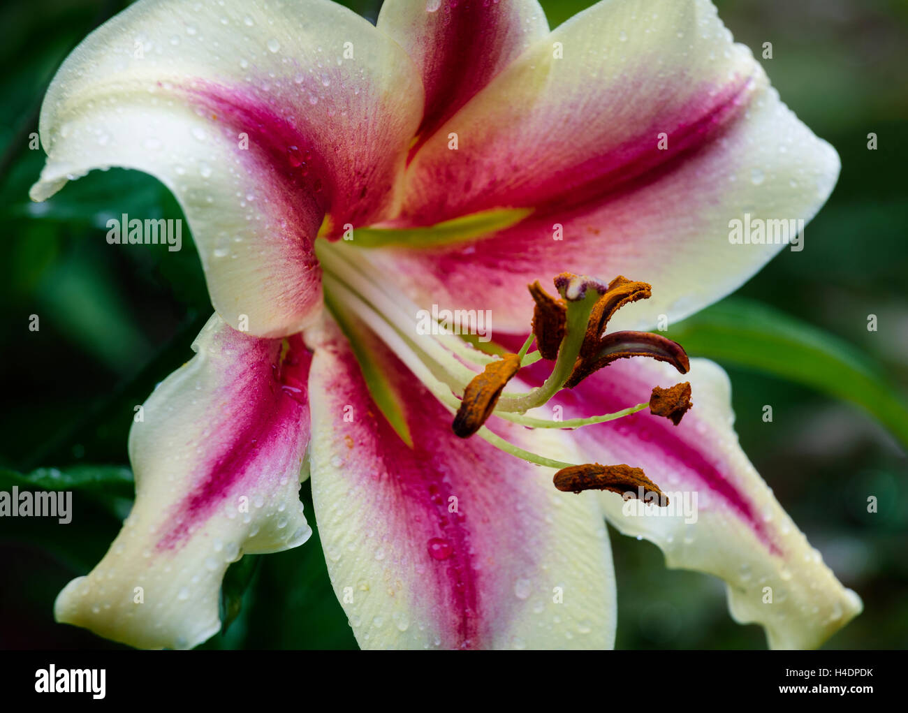 Orienpet lilies hi-res stock photography and images - Alamy