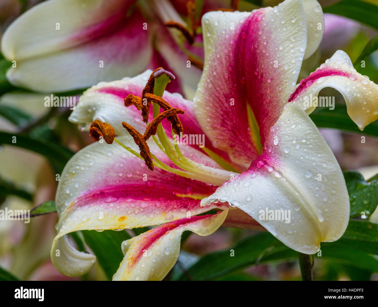 Orienpet Lily 'Lavon' Stock Photo - Alamy