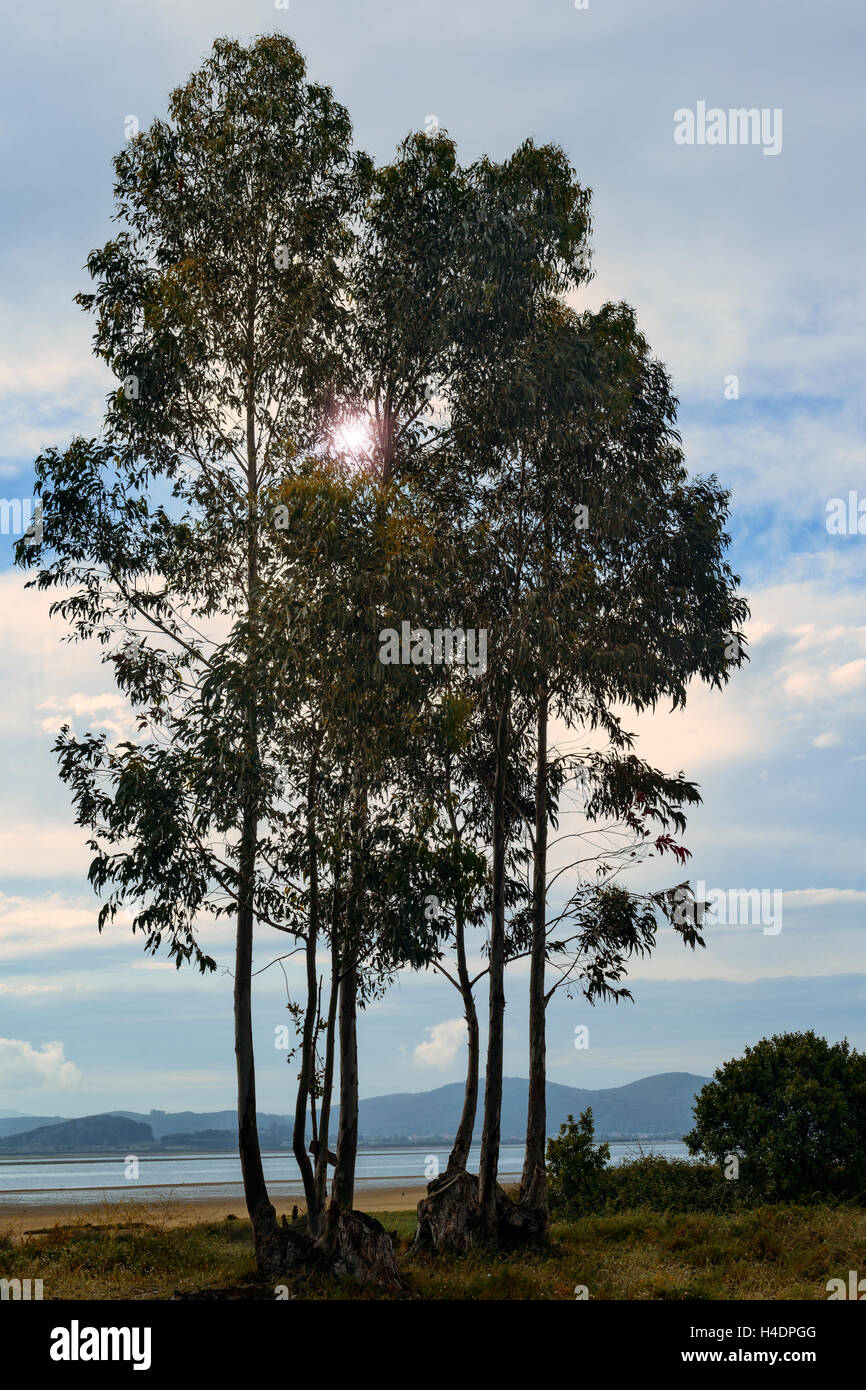 Flanked by the wind on the shore of the Bay of Biscay, sea tree ...