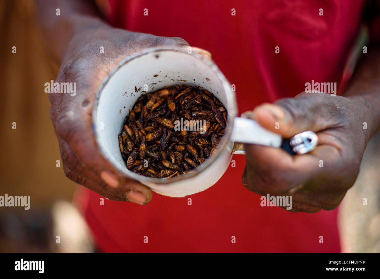 Accumulated termites as of a snack are eaten. of a delicacy Stock Photo ...