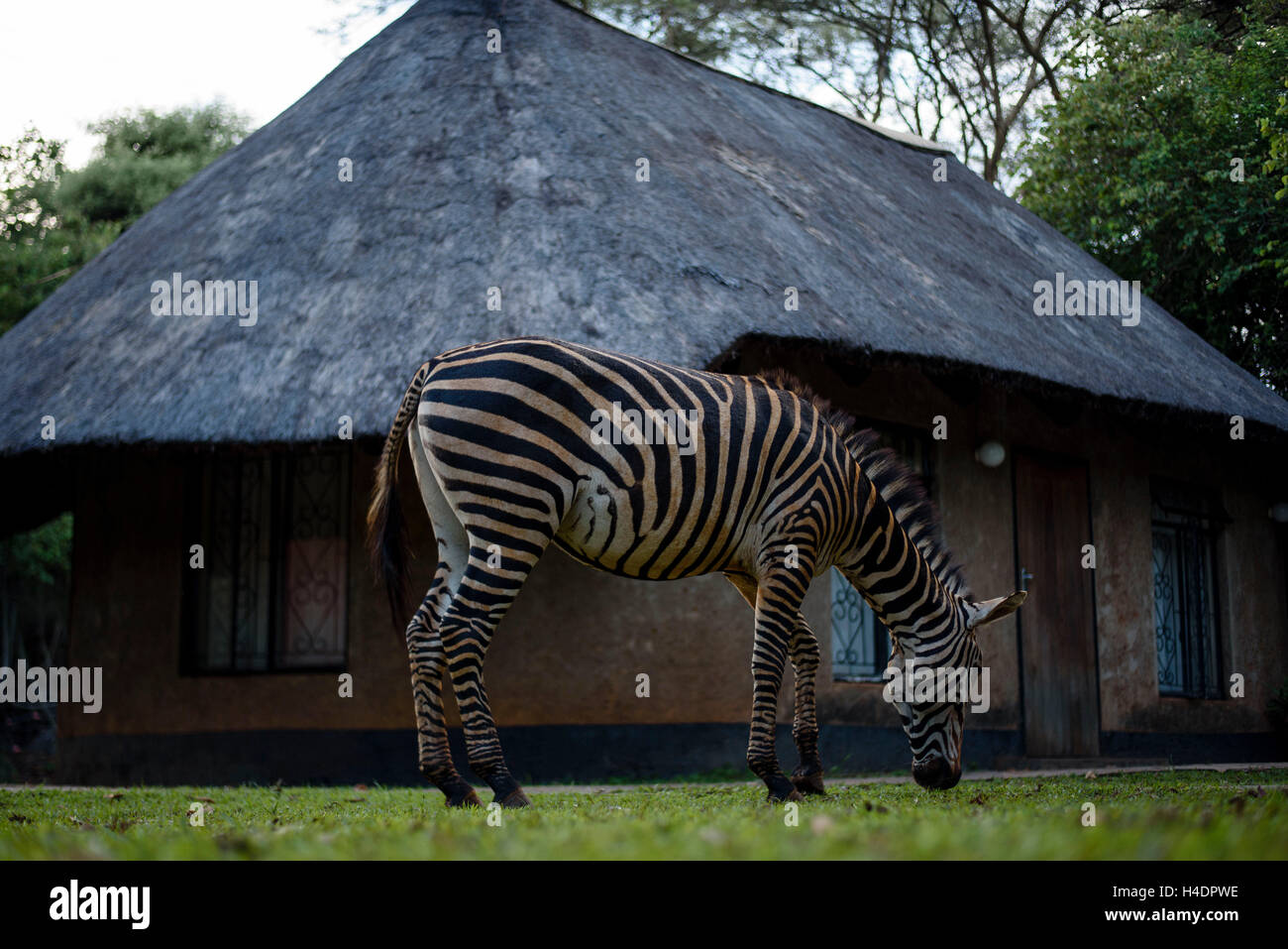 Tame zebra hi-res stock photography and images - Alamy