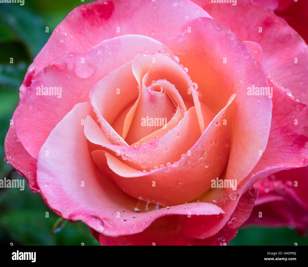 Floribunda Rose 'Colorific' Stock Photo - Alamy