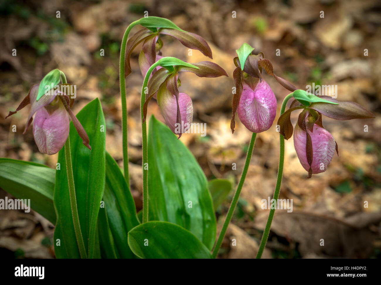 Great Smoky Mountains National Park, Tennessee: Pink lady slippers ...