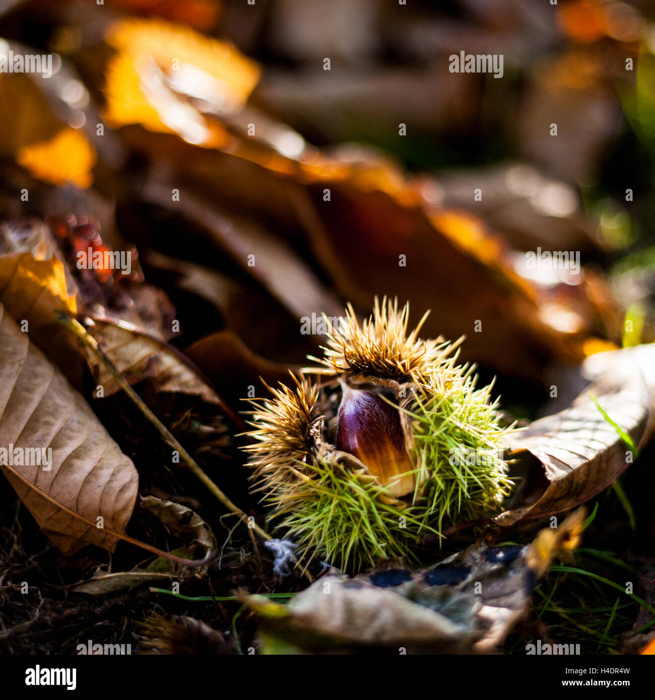 Prickly nuts hi-res stock photography and images - Alamy