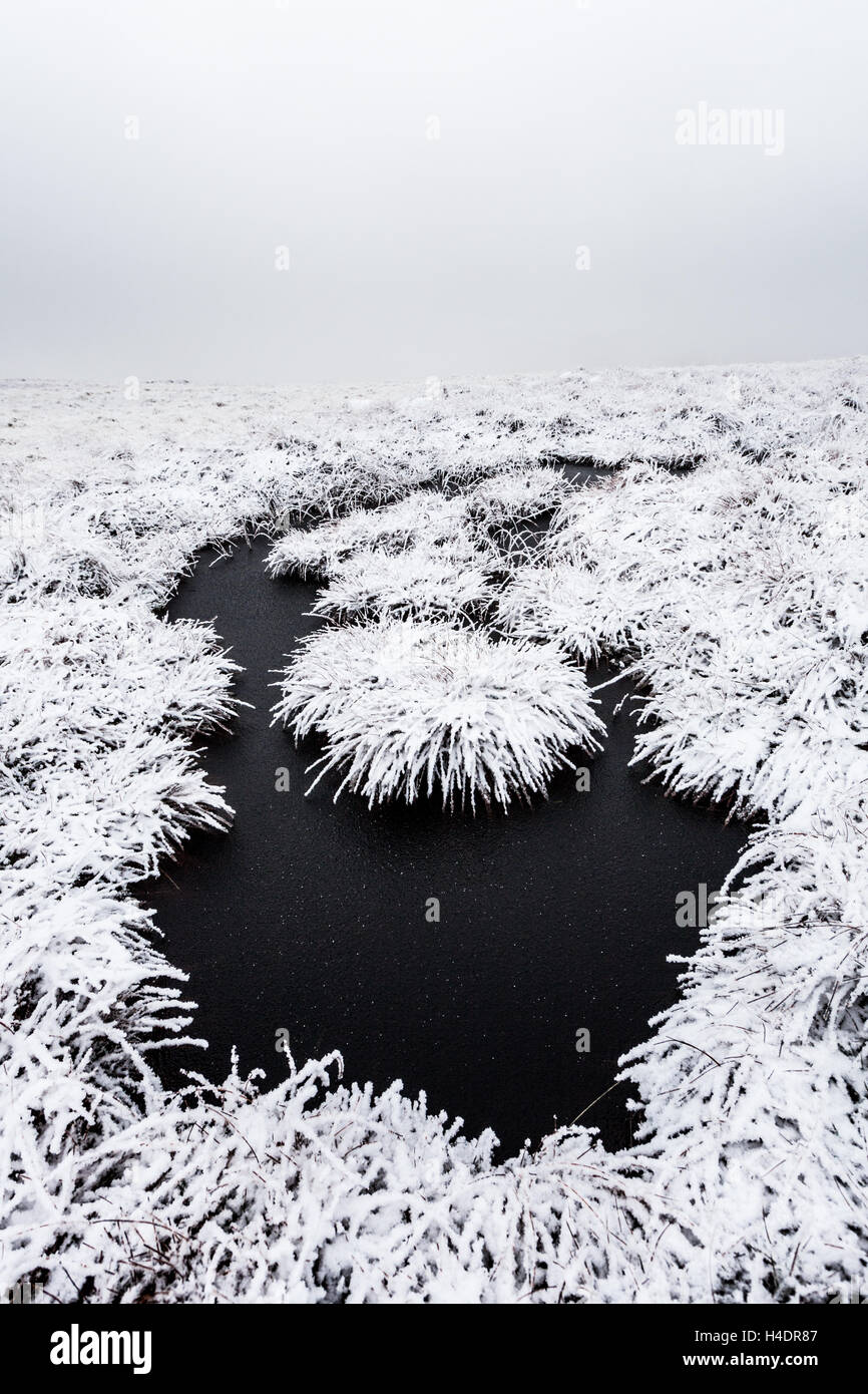 Inky black frozen bog with snow covered grass after snow fall on the ...