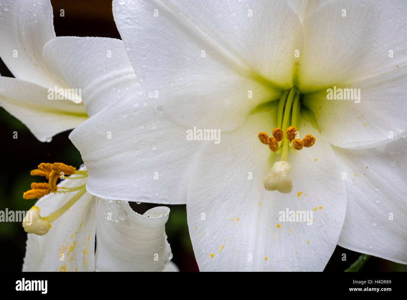 Lilium longiflorum ‘white heaven’ hi-res stock photography and images ...
