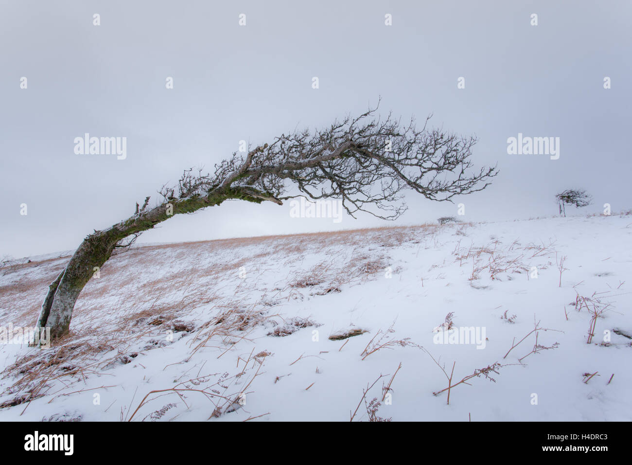 Wind Swept Trees High Resolution Stock Photography and Images - Alamy