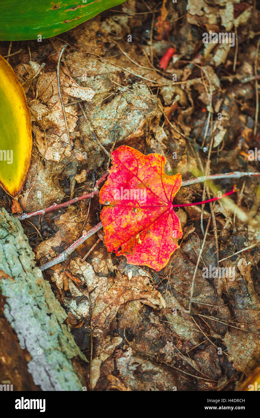 Nice waterfall detail on forest hi-res stock photography and images - Alamy