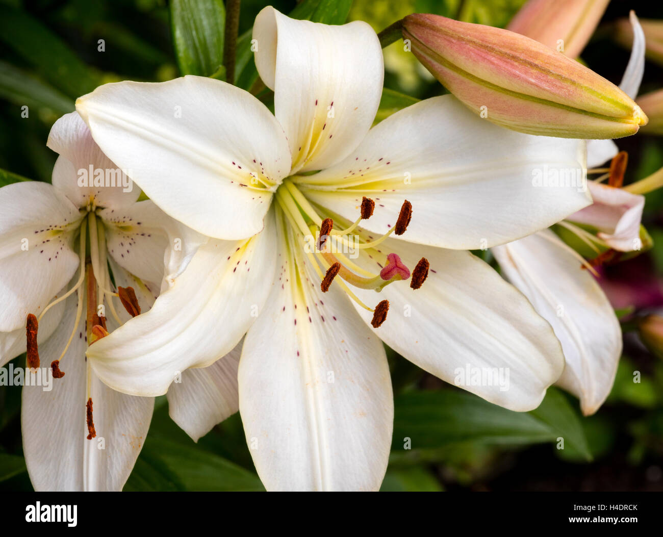 Oriental lily lilies hi-res stock photography and images - Alamy