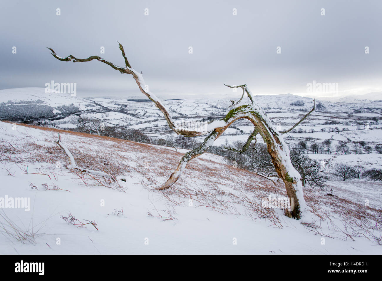 Lone twisted dead tree in the snow just after snow fall on Great Mell ...