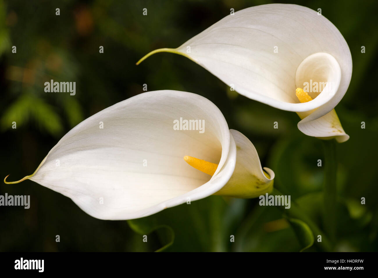Two calla lilies hi-res stock photography and images - Alamy