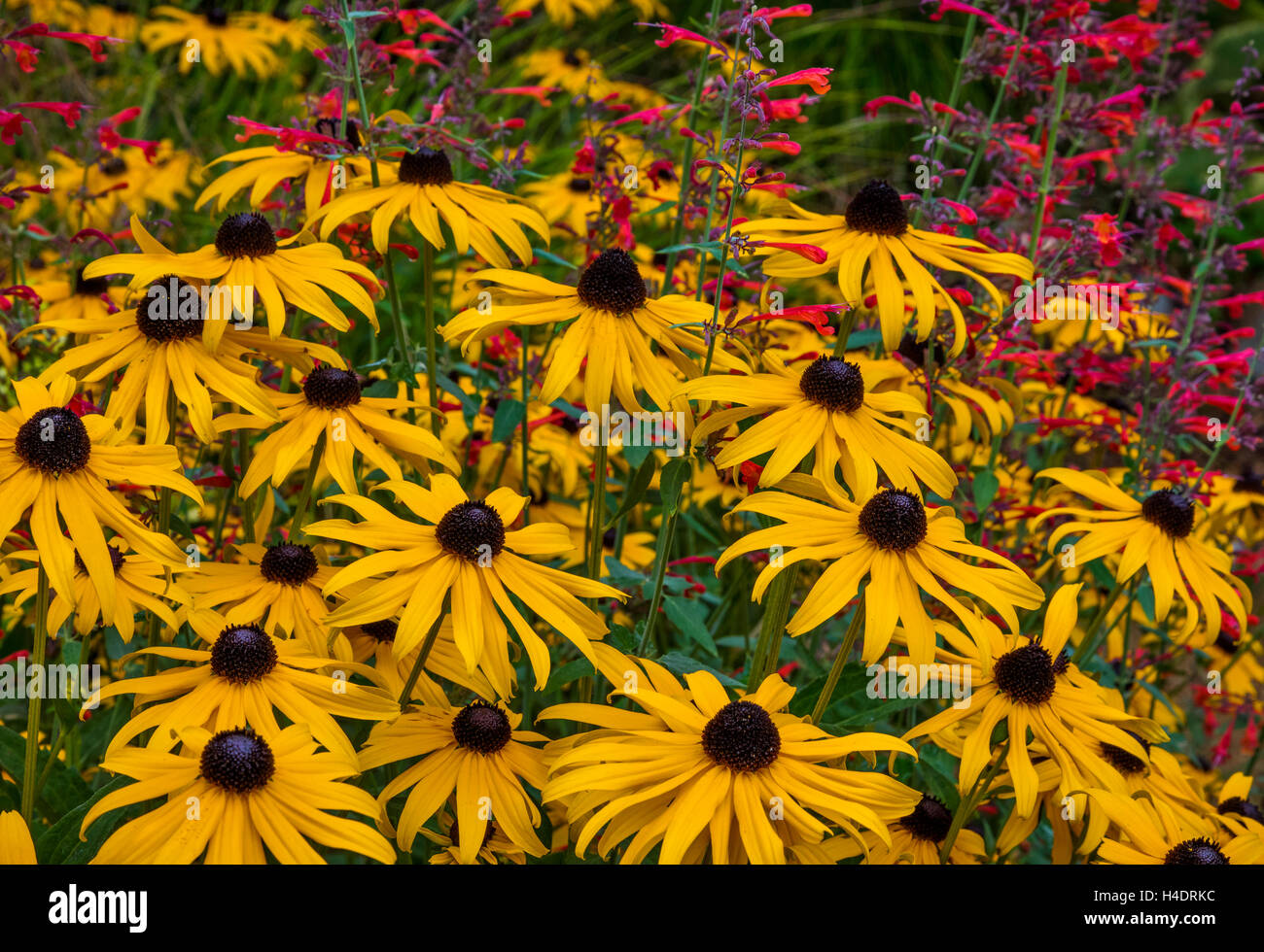 Vashon-Maury Island, WA: Rudbeckia (Black-eyed Susan) and agastache ...