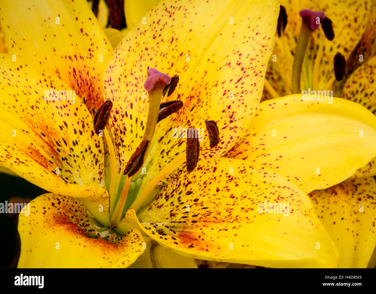 Asiatic Lilies Garden High Resolution Stock Photography and Images - Alamy Asiatic Lilies Garden High Resolution Stock Photography and Images - Alamy