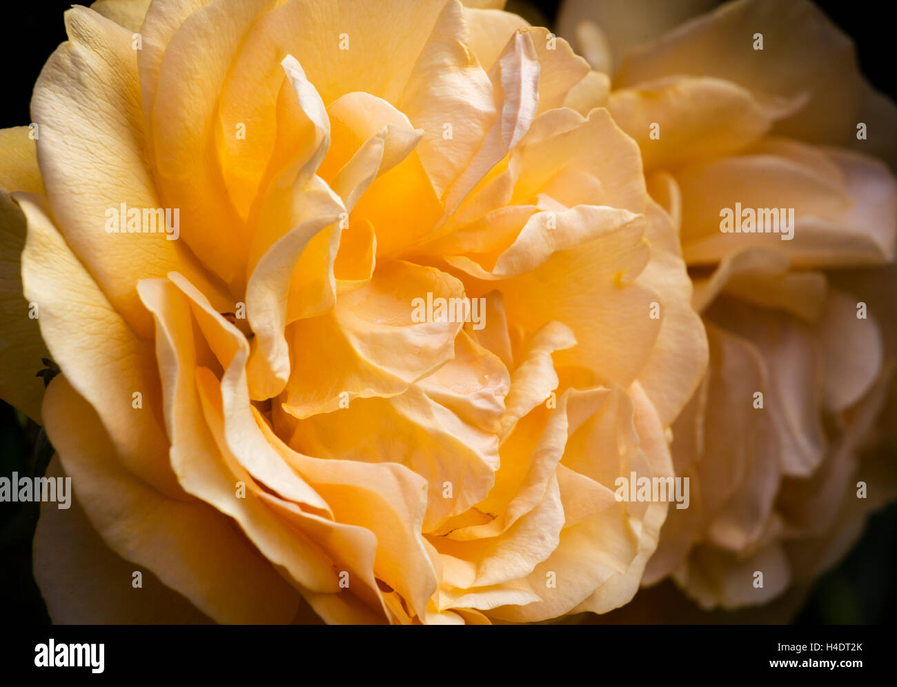 Lush bush blooming rose floribunda hi-res stock photography and images ...