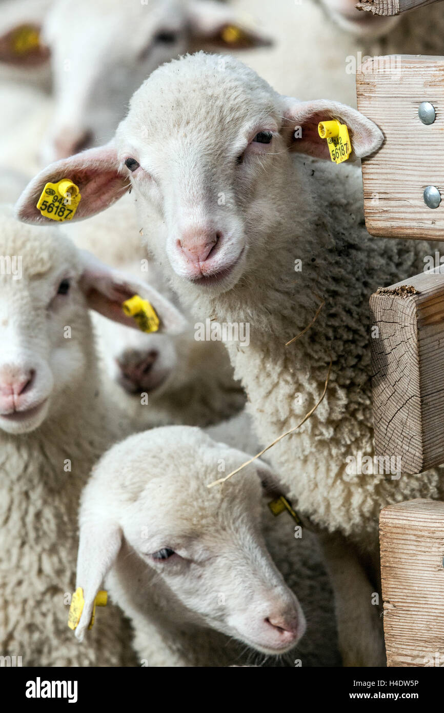 Animal domesticated livestock sheep ears sheep earmarks hi-res stock ...