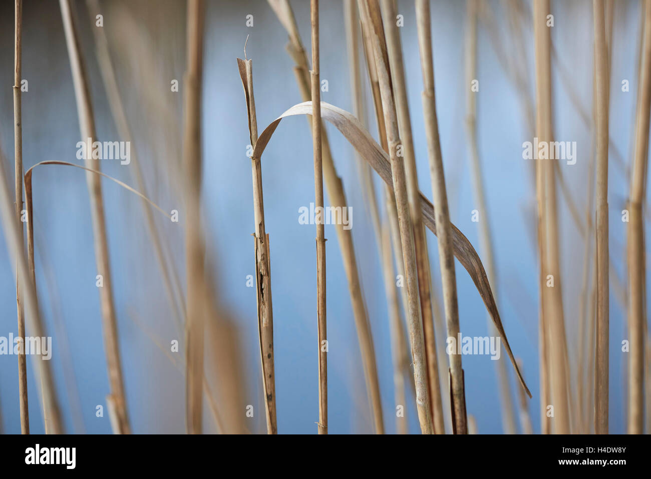 Reed, Phragmites australis, medium close-up Stock Photo - Alamy