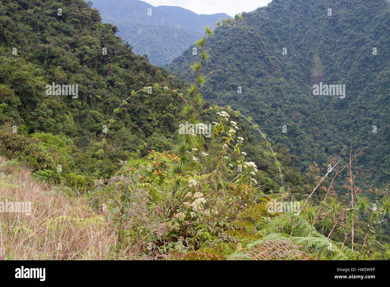 Andean cloud forest Stock Photo - Alamy