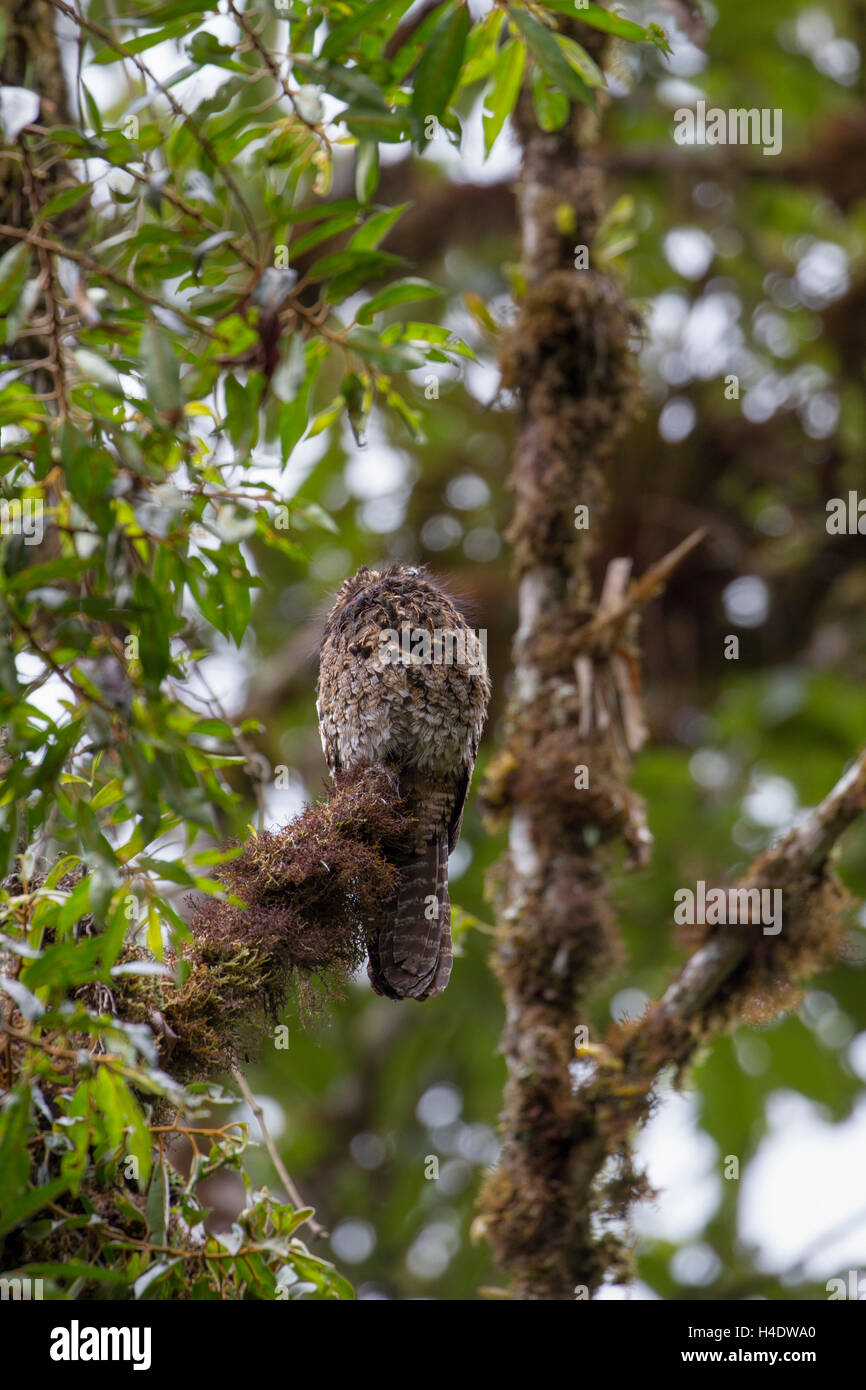 Andean potoo roosting on branch Stock Photo - Alamy