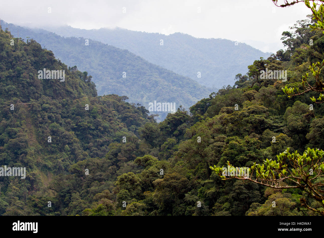 Andean Cloud Forest