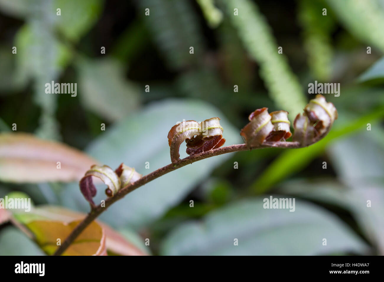 Unfurling leaf in Andean cloud forest Stock Photo - Alamy