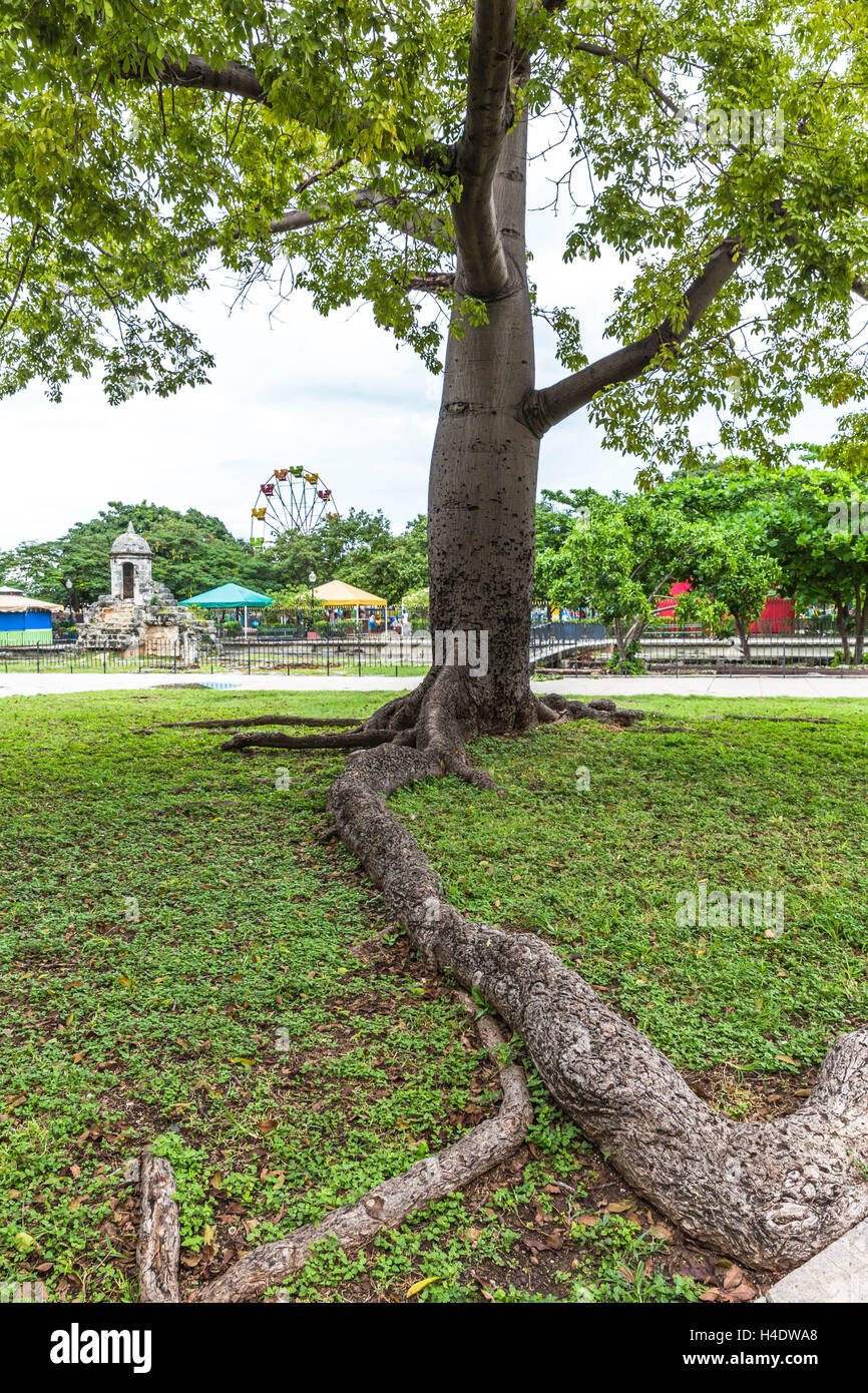 Ceiba tree cuba hi-res stock photography and images - Alamy