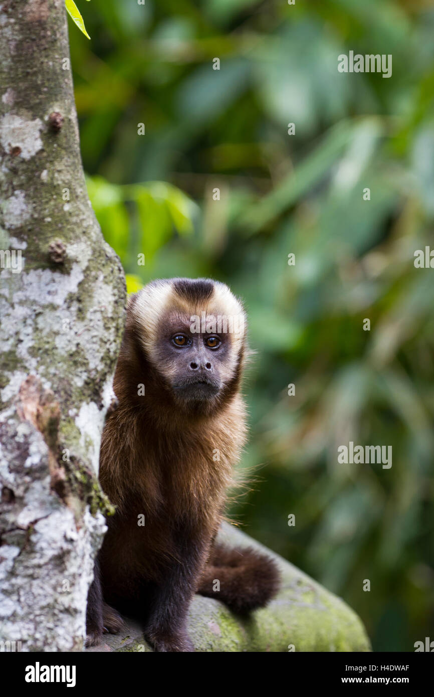 Large headed capuchin monkey Stock Photo - Alamy