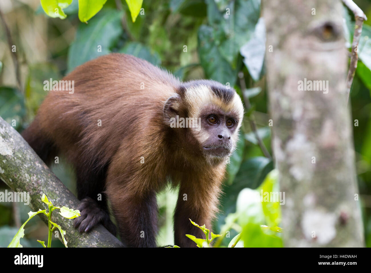 Large headed capuchin monkey Stock Photo - Alamy