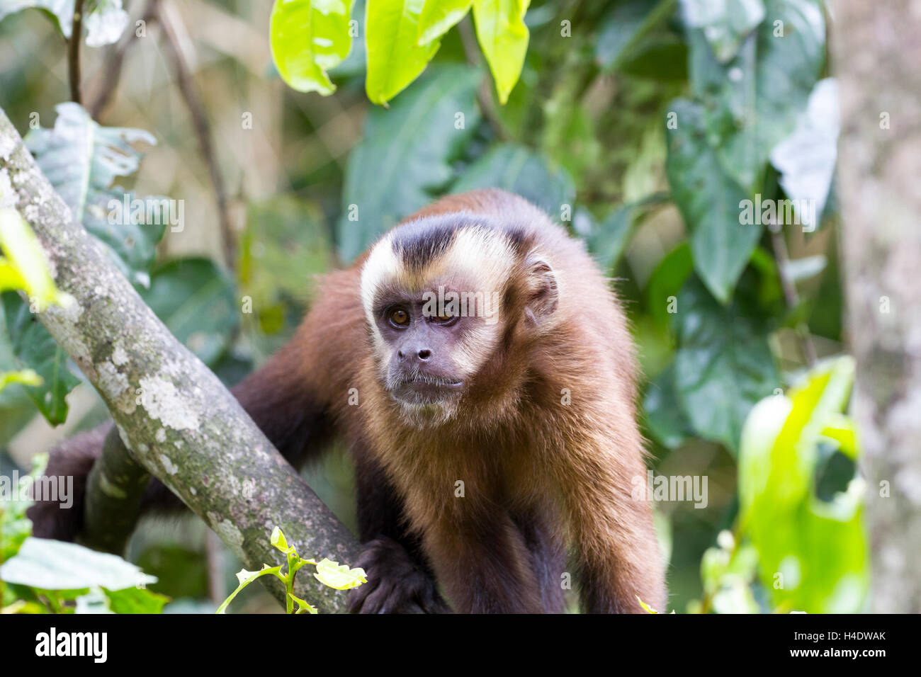 Large headed capuchin hi-res stock photography and images - Alamy