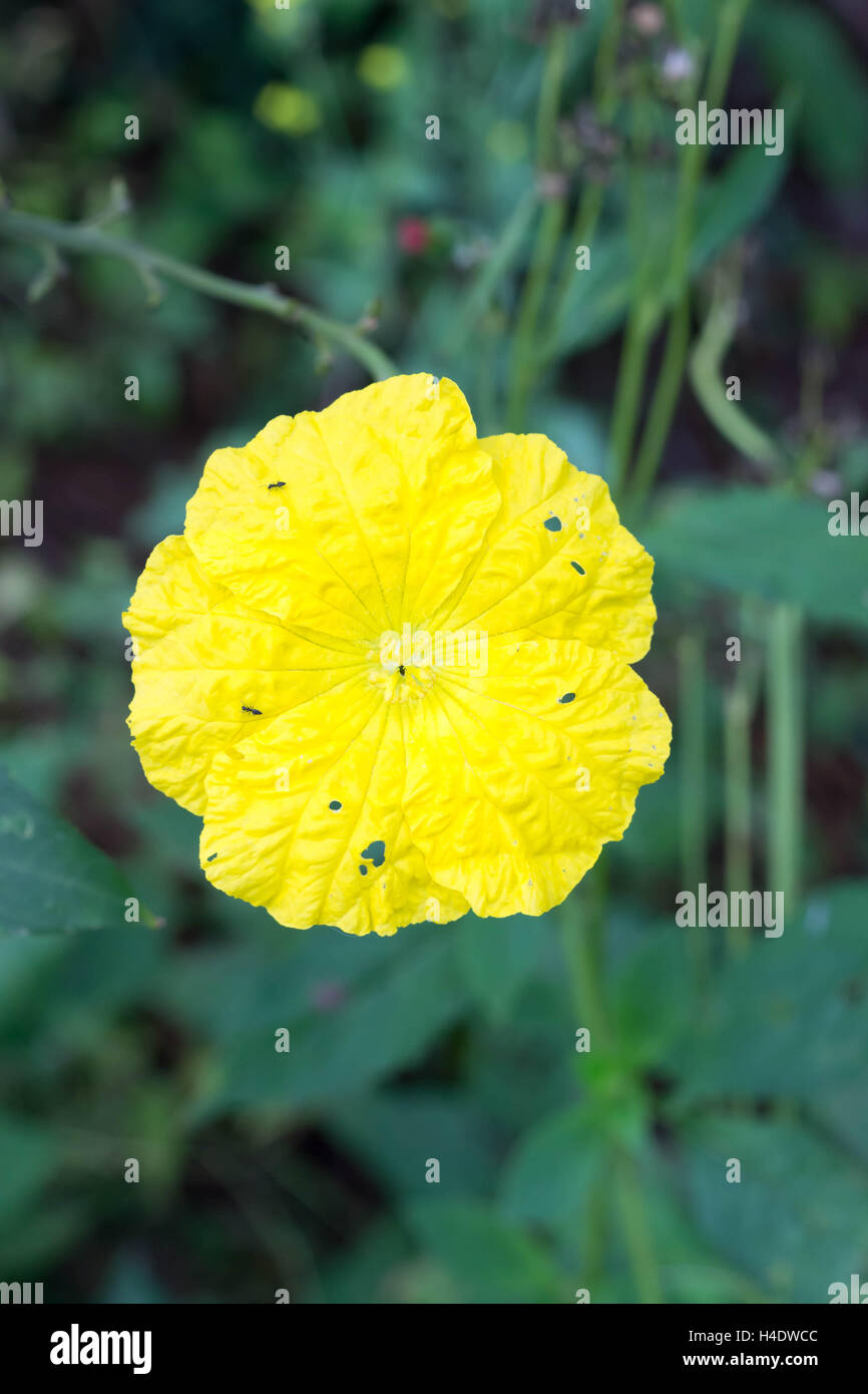 Luffa cylindrica hi-res stock photography and images - Alamy