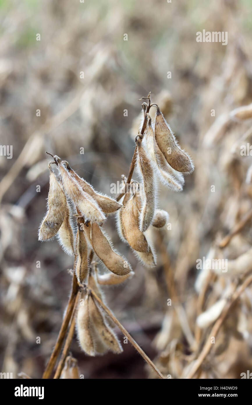 yellow soybean shell in the soybean field Stock Photo - Alamy