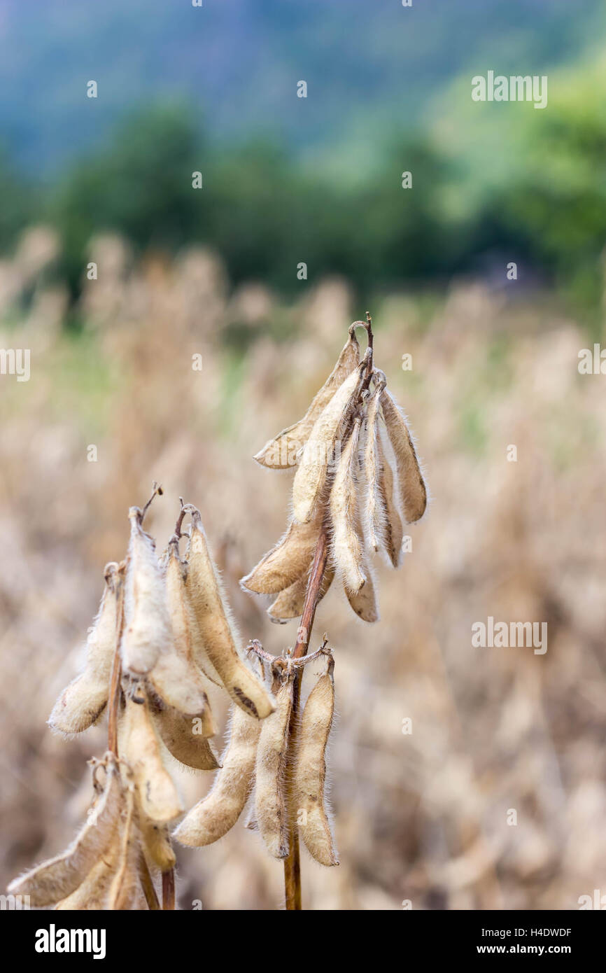 yellow soybean shell in the soybean field Stock Photo - Alamy