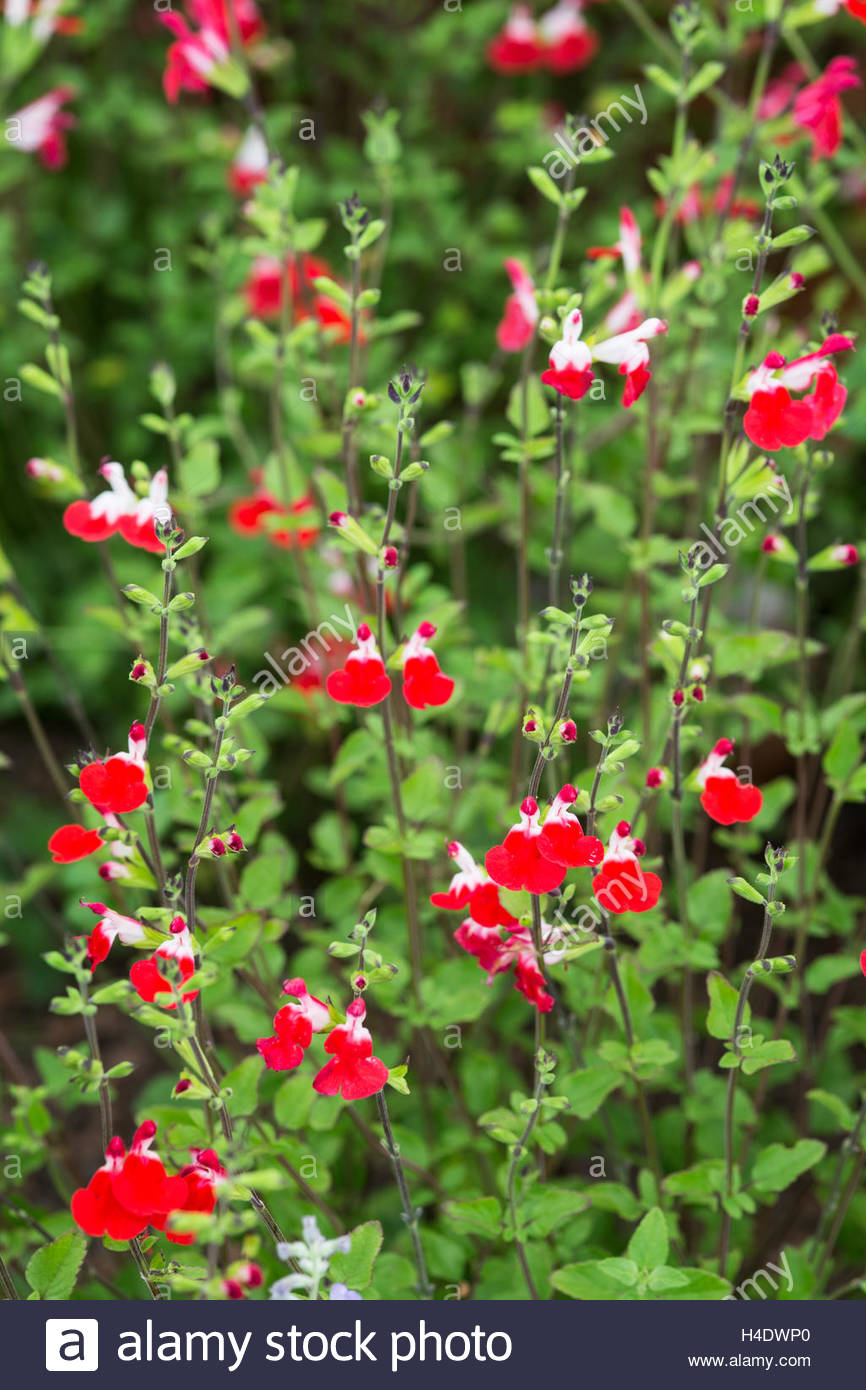 Hot Lips Plant Stock Photos & Hot Lips Plant Stock Images - Alamy